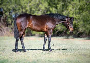HPRBA | High Plains Ranchers & Breeders Association